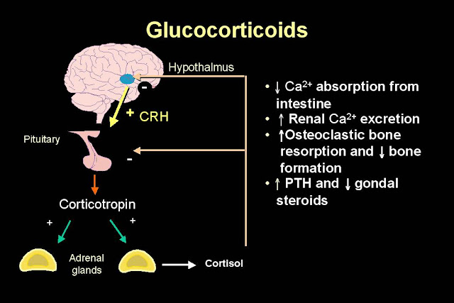 Glucocorticoids