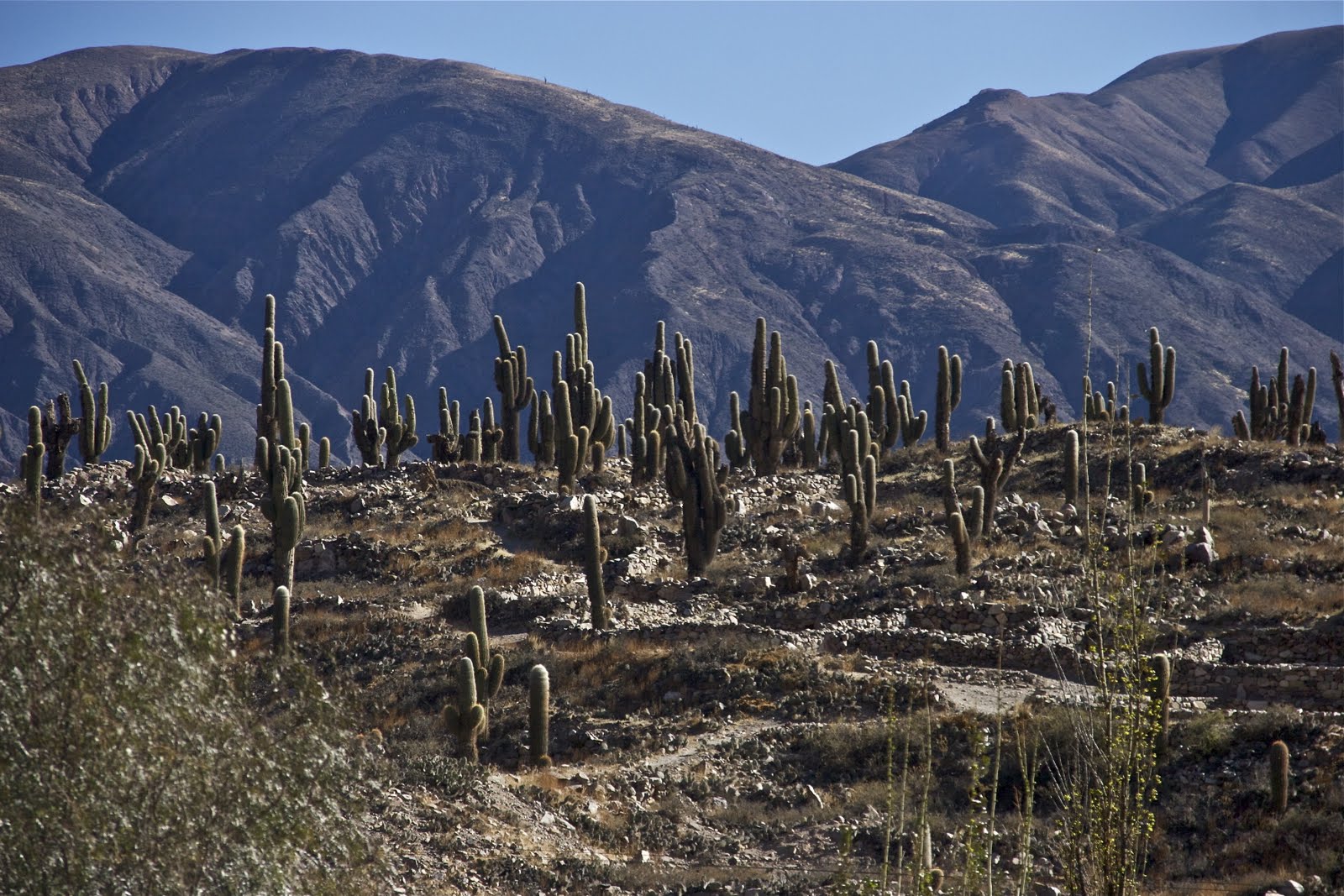 Tierra madre: Viajes: Ticara, Pucara y Humita en chala