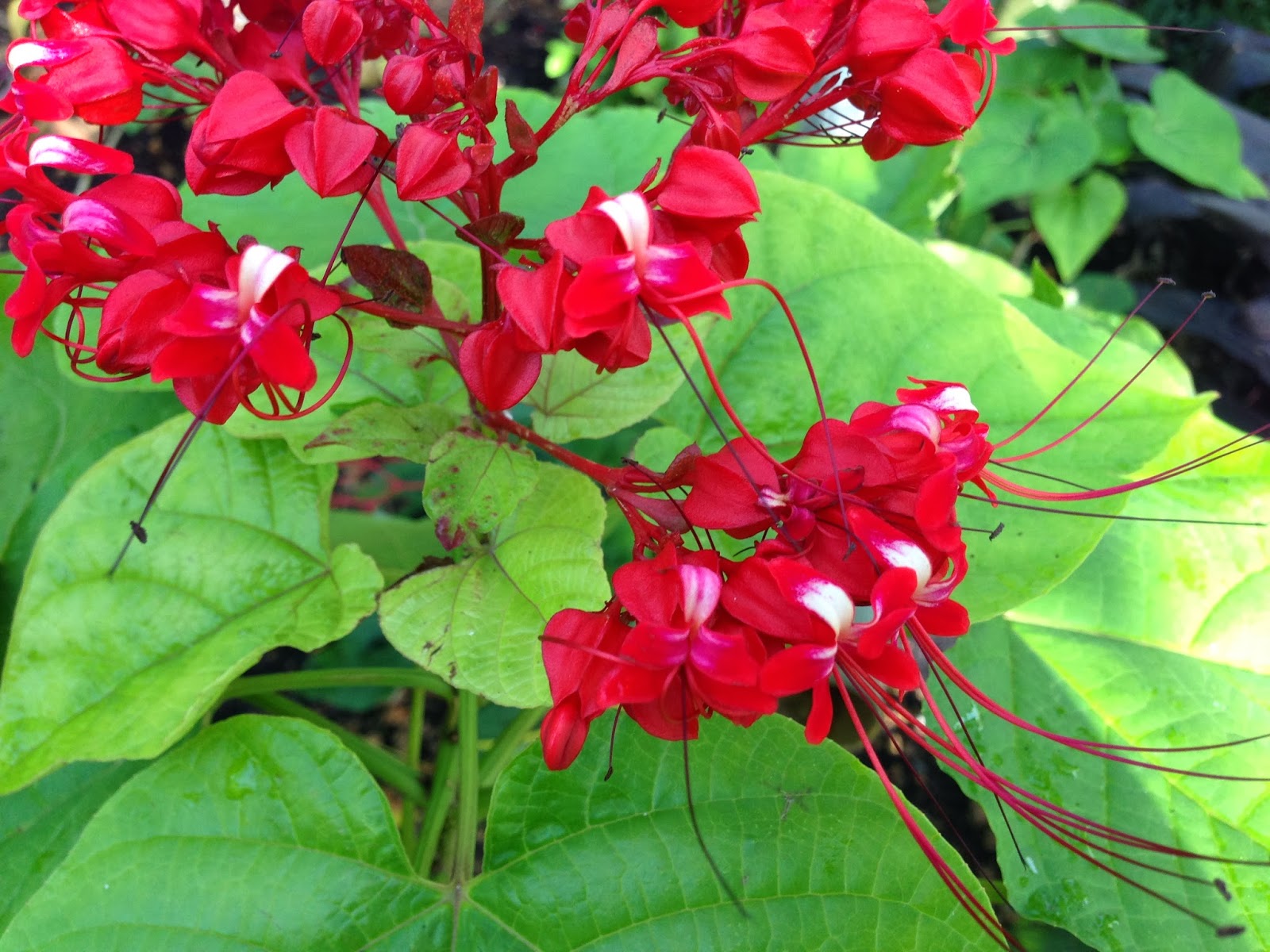 my G@Rdening frenzY: CLERODENDRUM BUCHANANII CULTIVAR