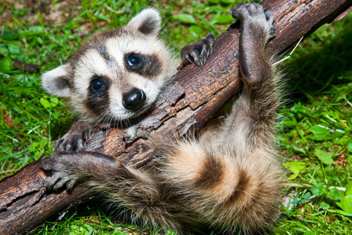 My Search for a Home: Raccoon Removal Service for Homes