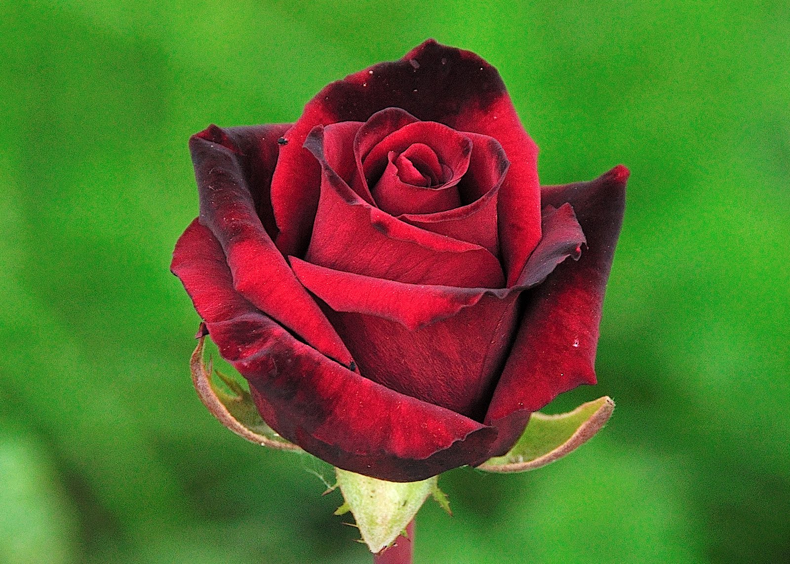 Banco de Imágenes Gratis: Rosas de colores para el Día de las Madres ...