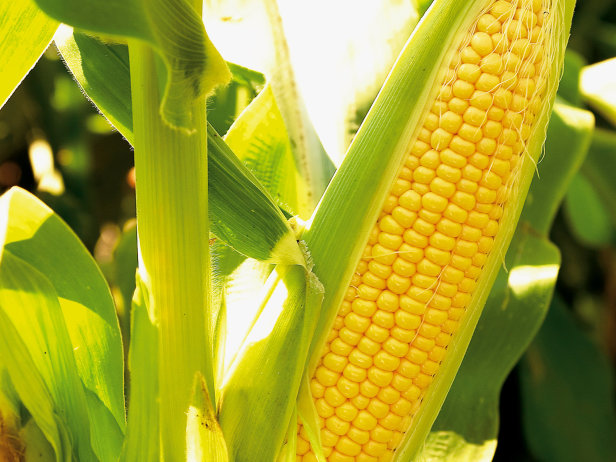 In en om die huis: Mielies vir die braai