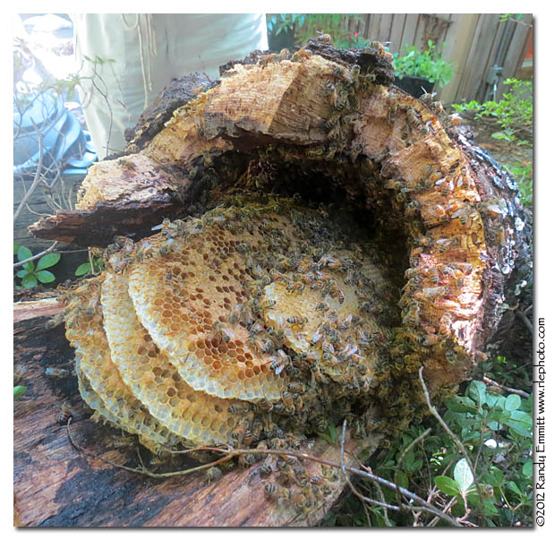 Randy & Meg's Garden Paradise: Downed beehive in a tree!