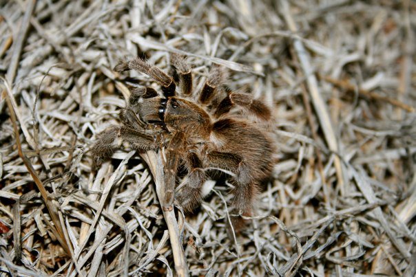Kenyan Spiders: BABOON SPIDERS - Family Theraphosidae (Mygalomorphae)