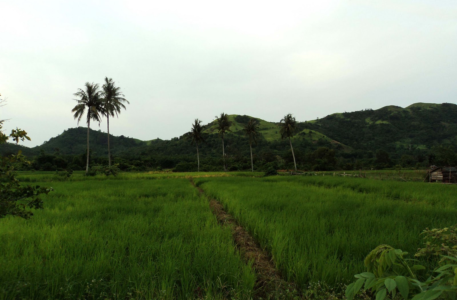 Pelaihari Ulun: Pesona Keindahan Menuju dan di Pantai Batakan Pelaihari