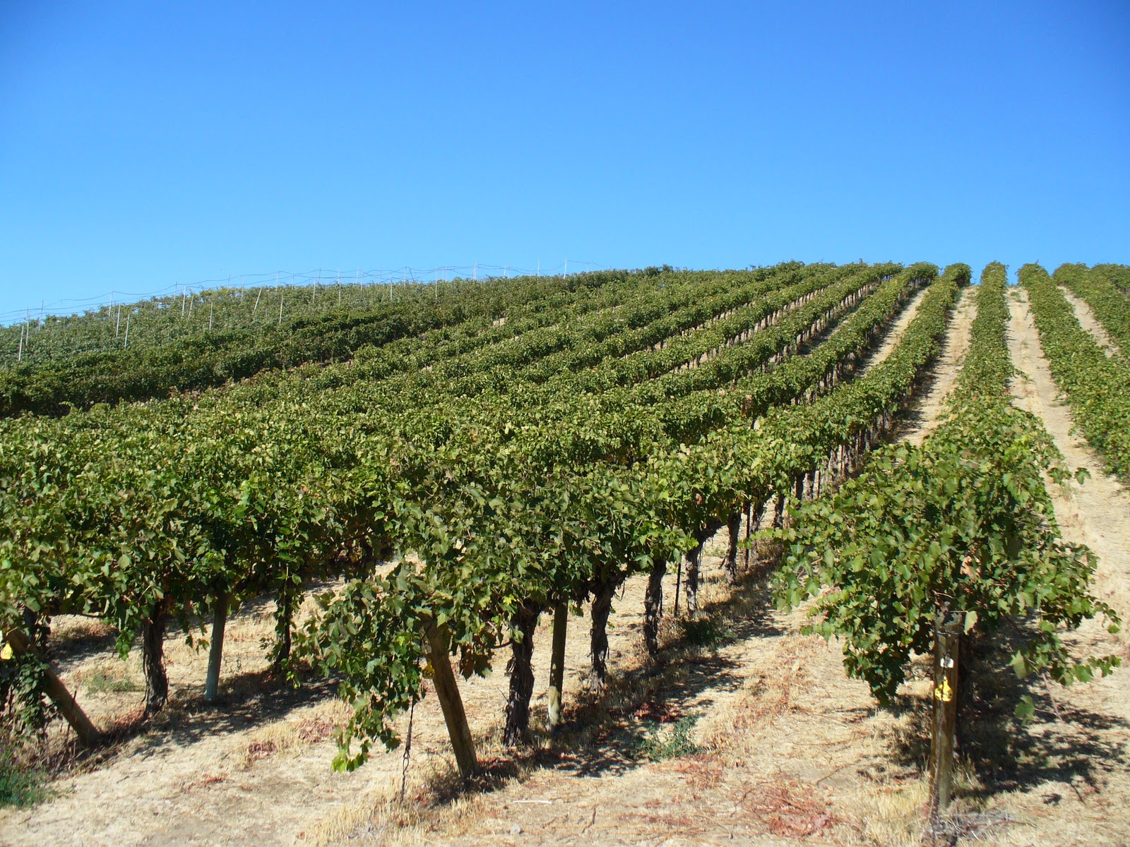 World of Knowledge: Grapes