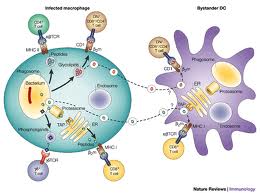 BERBAGI ILMU: Pengertian Imunologi