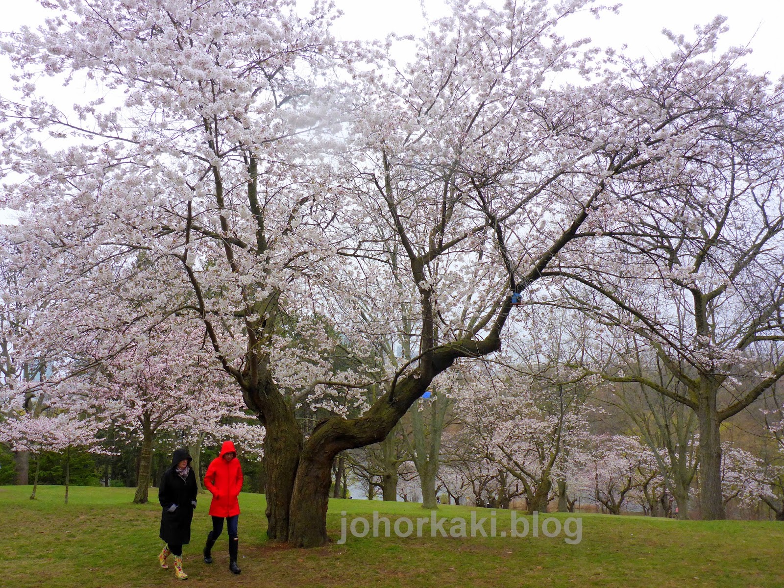 Cherry Blossoms at High Park Toronto Spring 2017 🌸 |Tony Johor Kaki ...