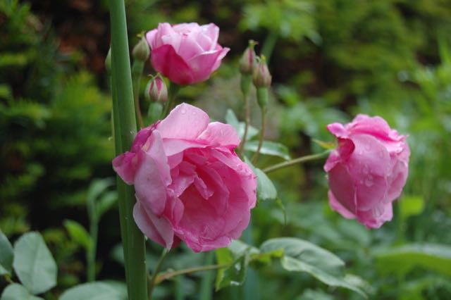 'Old Blush', a rose with a history.