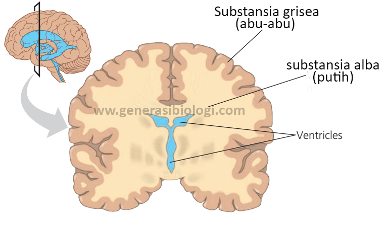 Bagian-bagian Otak dan Fungsinya pada Manusia TERLENGKAP - SIAP UJIAN