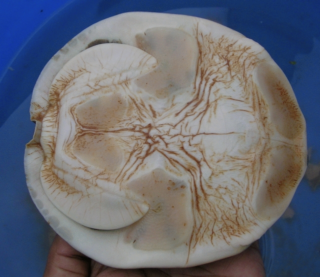 Care of Indian Flap shell turtle (Lissemys Punctata):