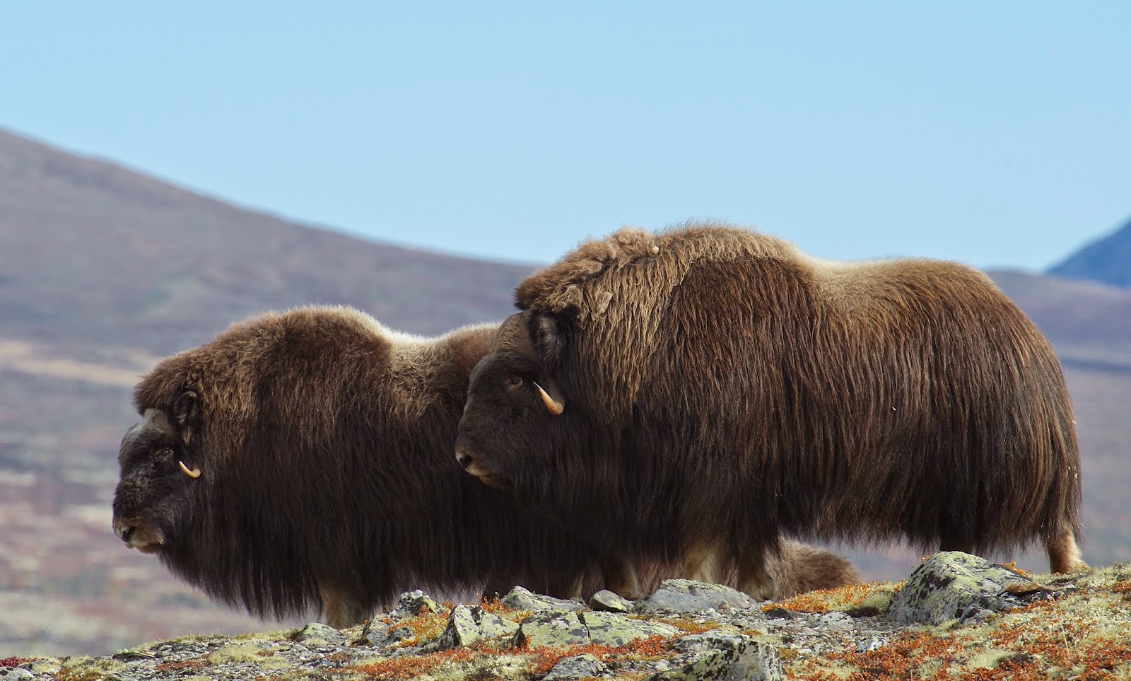Naturfoto Einar Hugnes: Moskus i familieflokker og enslige okser