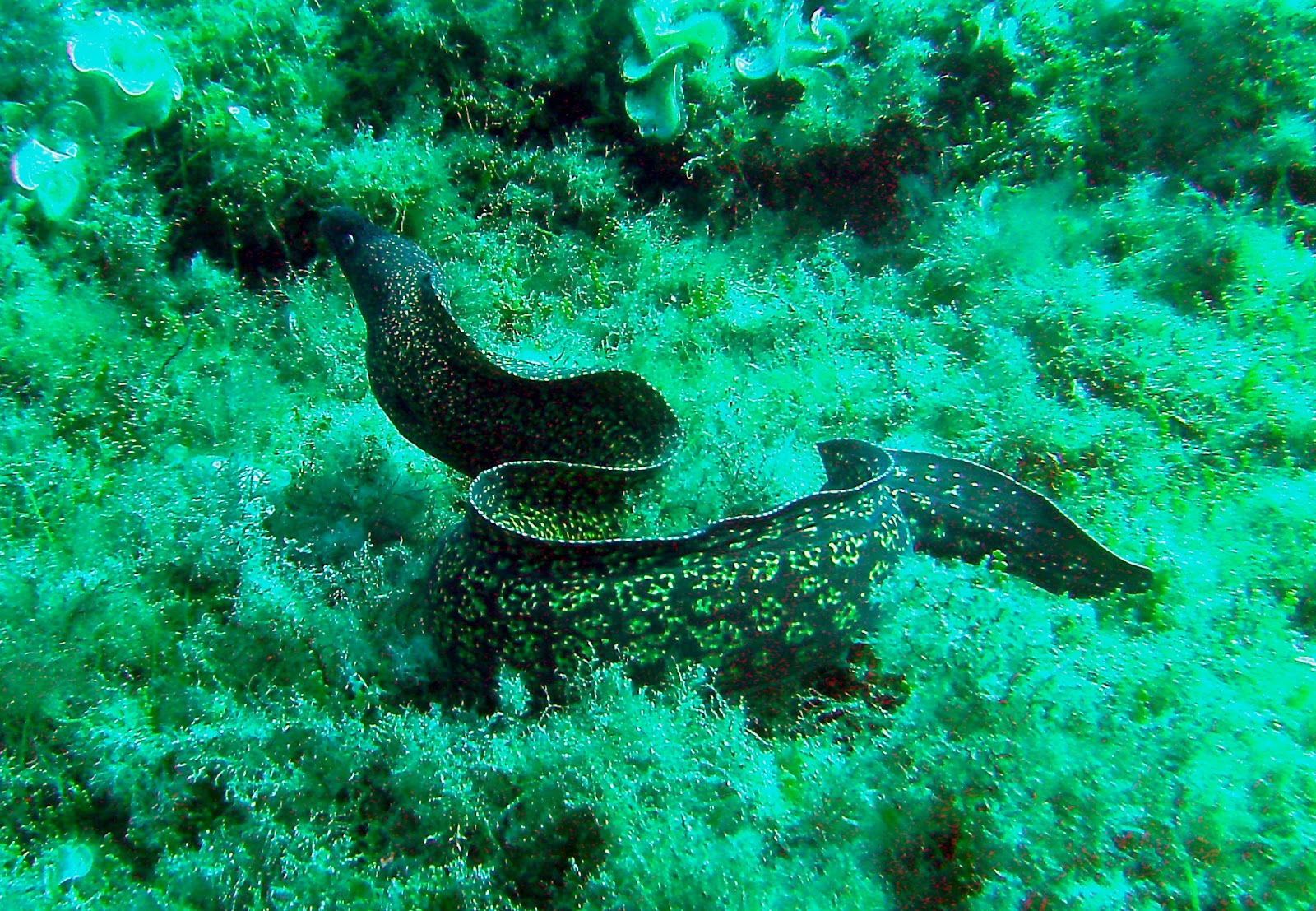 Plongée à Majorque: Le poisson serpent de Majorque