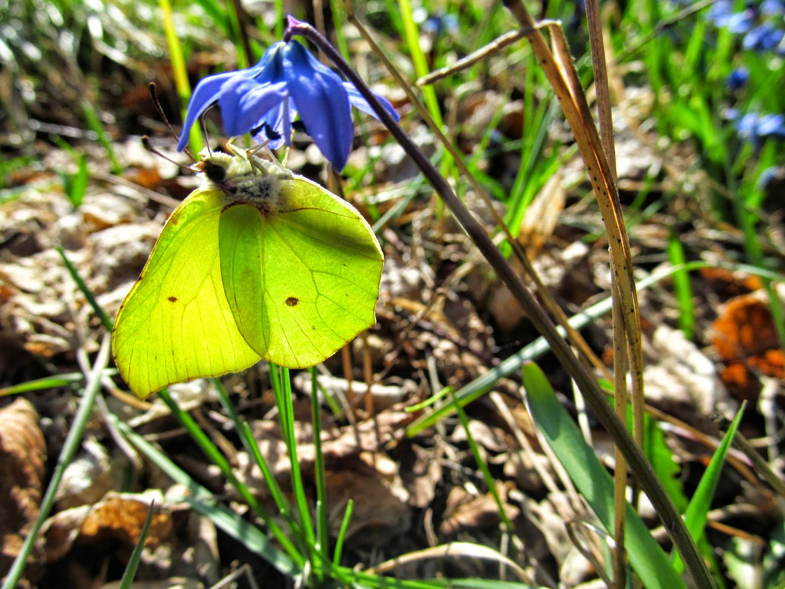VKrK Liia klassi ajaveeb : Fotosilm looduses