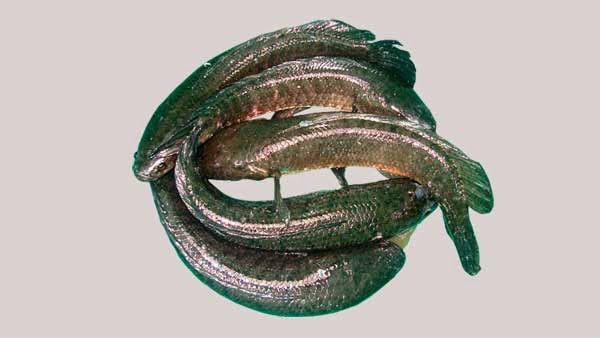 Budidaya Ikan Gabus Sistem Jala Apung