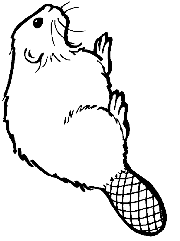 castor planse imagini colorat castor ~ Desene Imagini de colorat