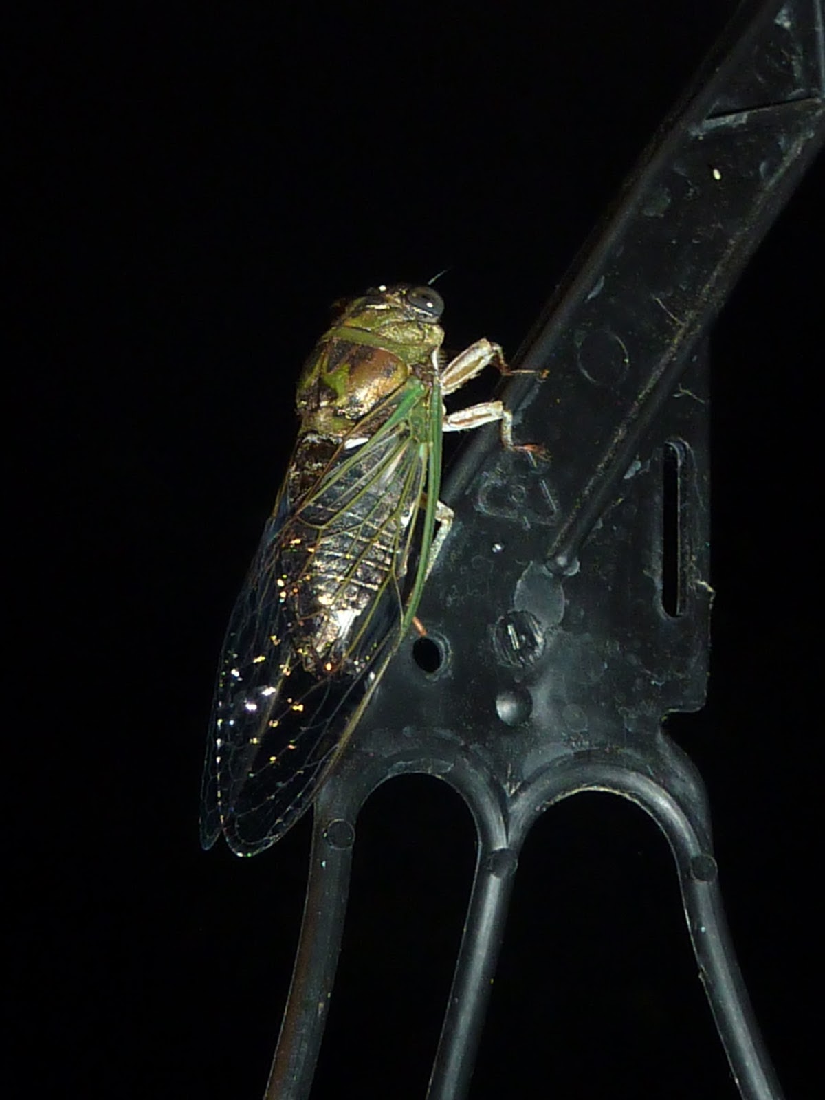 Our Life in Illinois: Insects