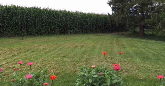 HettingerCorriedales: Corn field fence