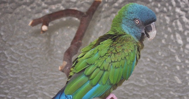 ZOOTOGRAFIANDO (6.100 ANIMALS): GUACAMAYO CABECIAZUL / BLUE-HEADED ...