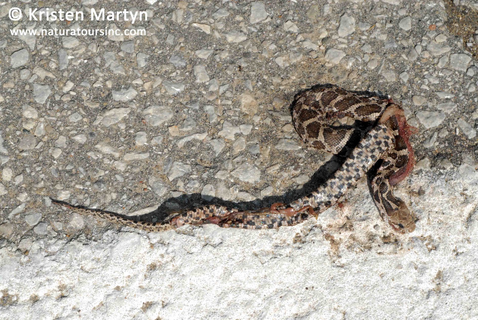 SAR Snakes | Nature Notes Blog