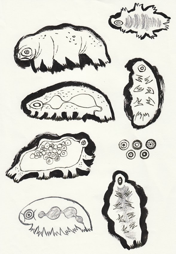 Matt Dawson: tardigrades... and an interview...