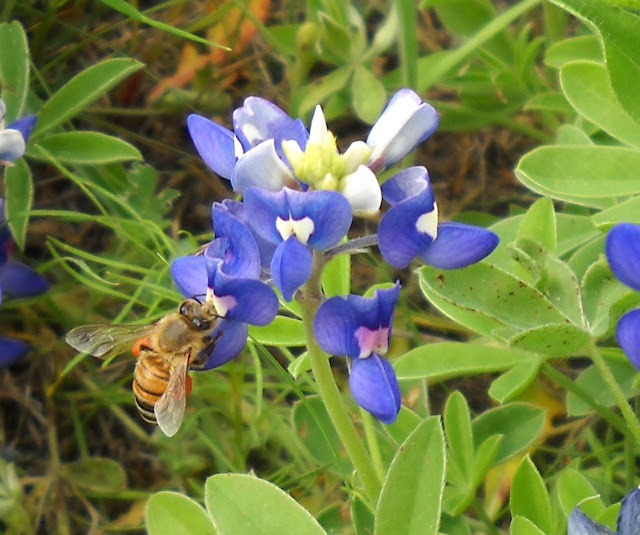 White Rock Lake, Dallas, Texas: Brilliant Bluebonnets Blooming at White ...