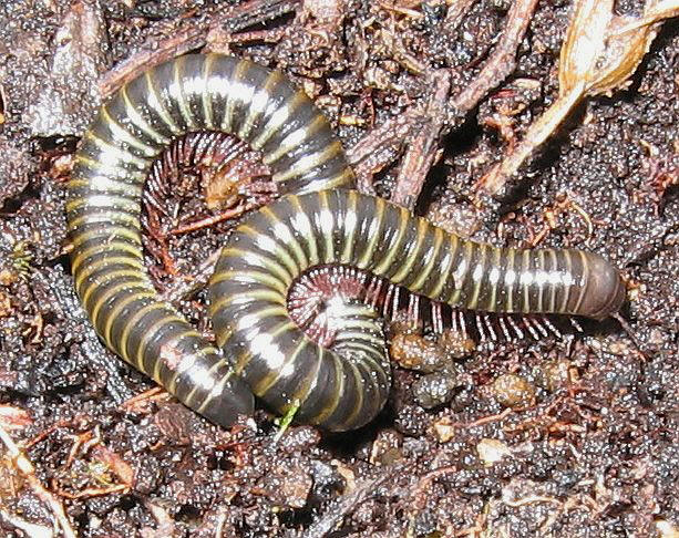 Esperance Fauna: Millipede - Order Spirobolida