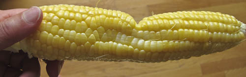 Daphne's Dandelions: Kale, Lettuce, and Weird Corn