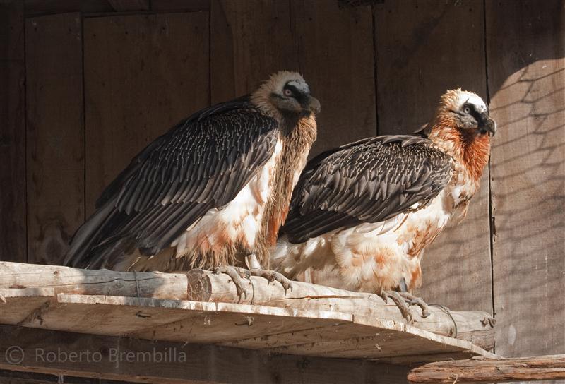 libereali: Il Gipeto