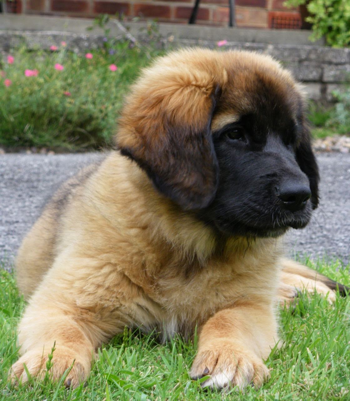 Rules of the Jungle: Leonberger puppies