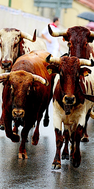 Montana Roué: WHAT A BUNCH OF BULL