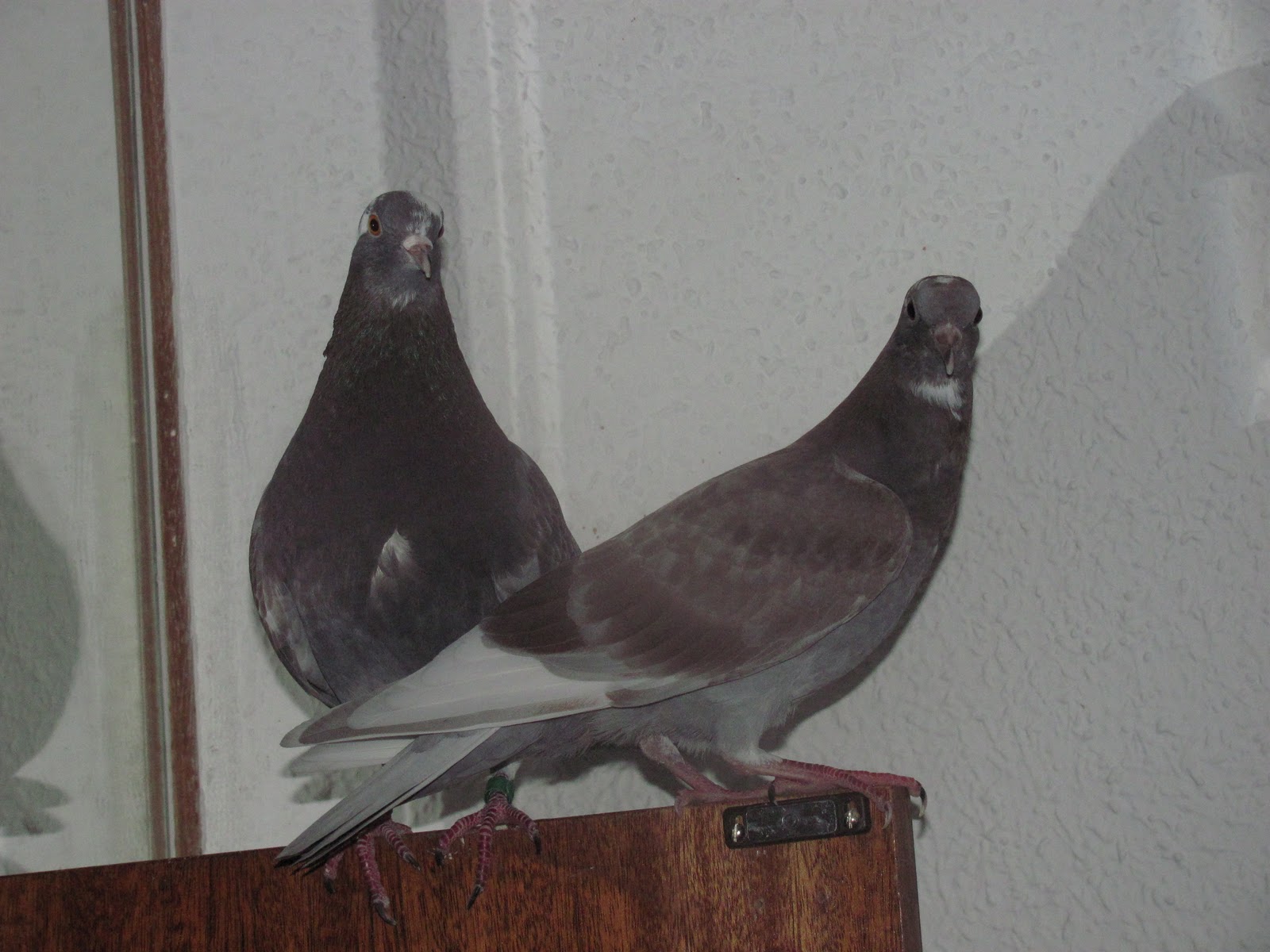 Mis amigas las palomas: Palomas caseras