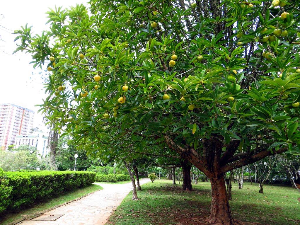 A árvore do Dinheiro