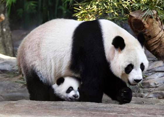 Imagenes osos panda: Imagen mama osa panda con su bebe [31-3-16]