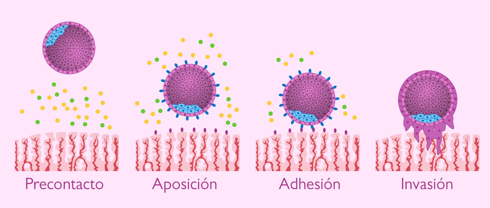 CRECIMIENTO, DEARROLLO Y APRENDIZAJE DEL NIÑO DE 0-3 AÑOS : DESARROLLO ...