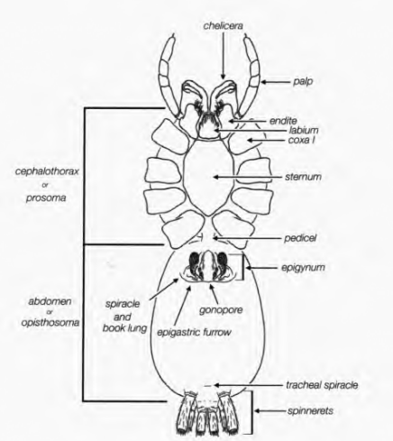 Morfología y Anatomía de las Arañas - The Spiders World