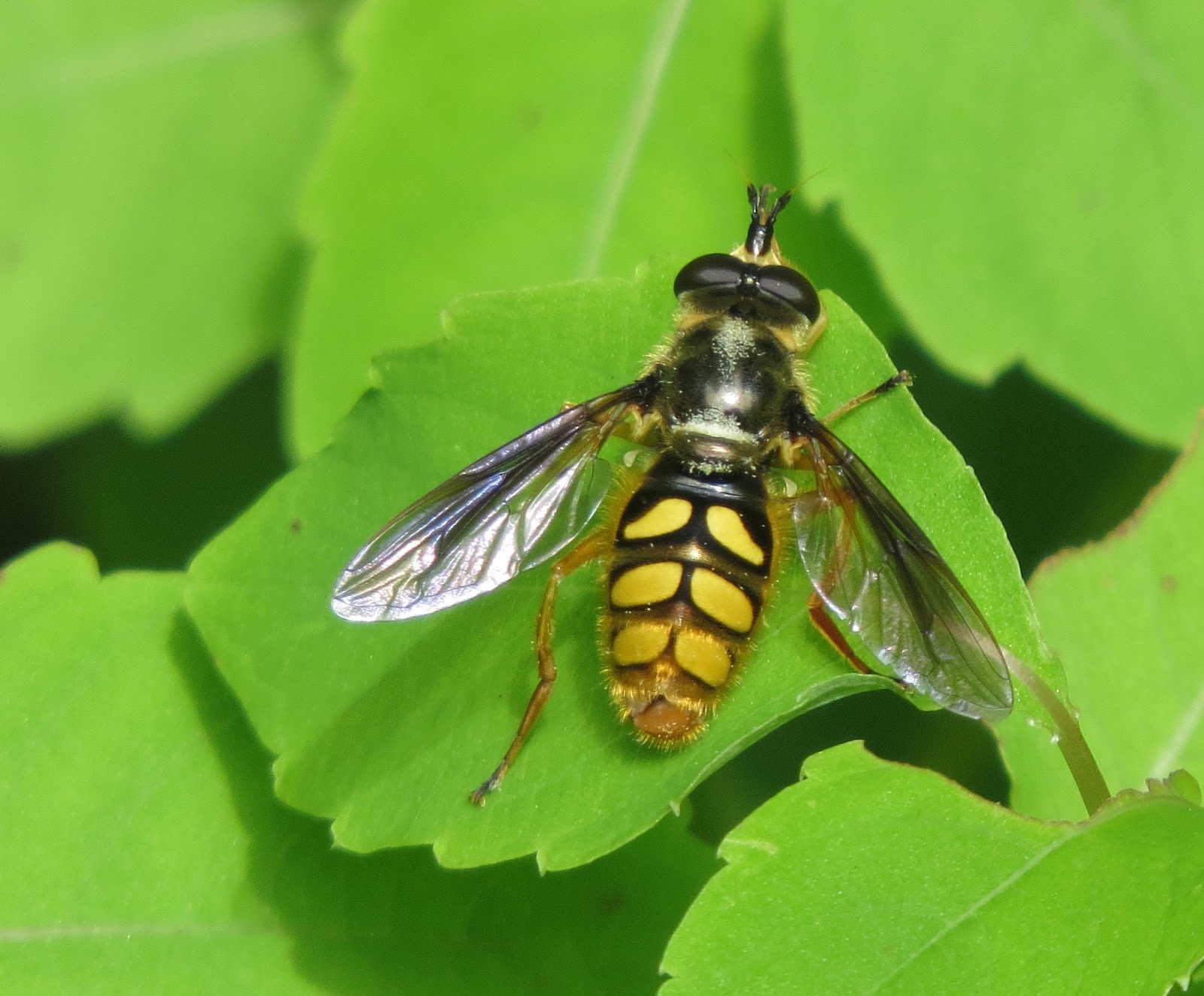 Bug Eric: Eight Illinois Wasp and Bee Mimics in Twenty Minutes