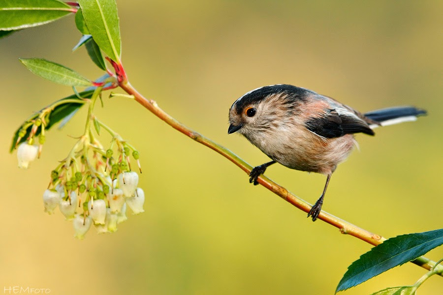 LA VIDA ES UN POEMA: UN PAJARILLO...
