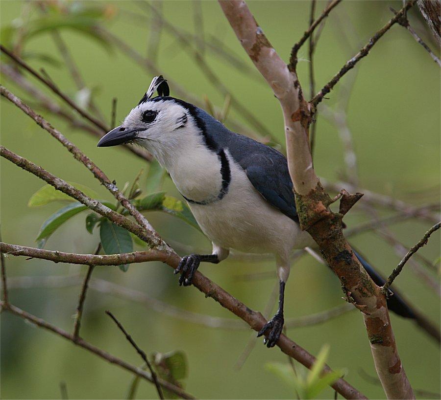 Murfs Wildlife : White-throated Magpie Jay