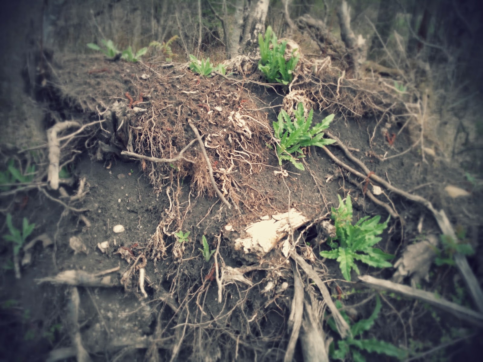 MASSIVE VOODOO: Tutorial: How to find good roots?