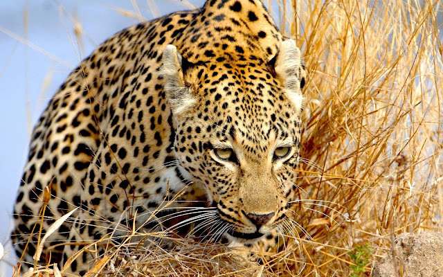 Leopard - HD Wallpapers | Earth Blog