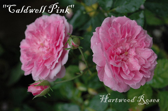 Hartwood Roses: Easy Care Heirloom Roses ... The List!