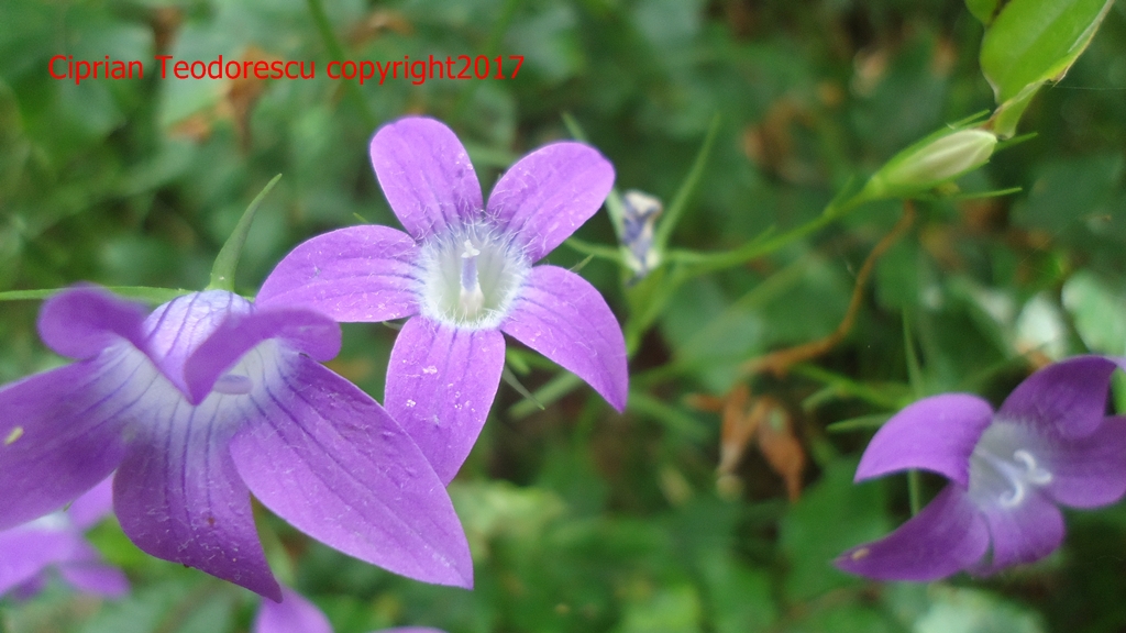 muntiisifotografiadepeisaj: FLORI DE MUNTE 2016