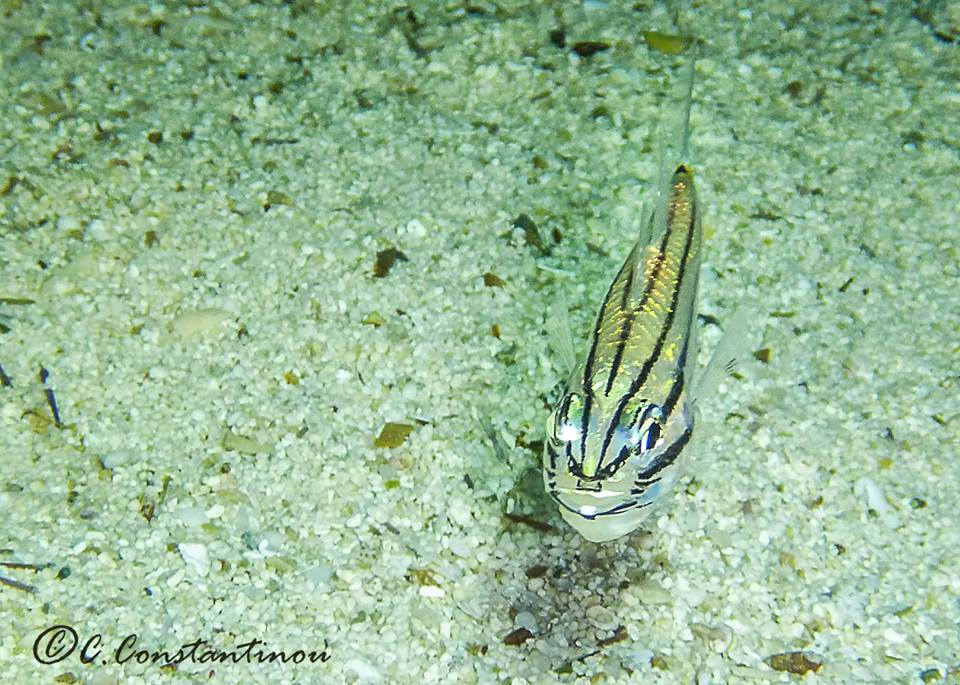 Biodiversity of Cyprus by NGO Protection of the Natural Heritage and ...