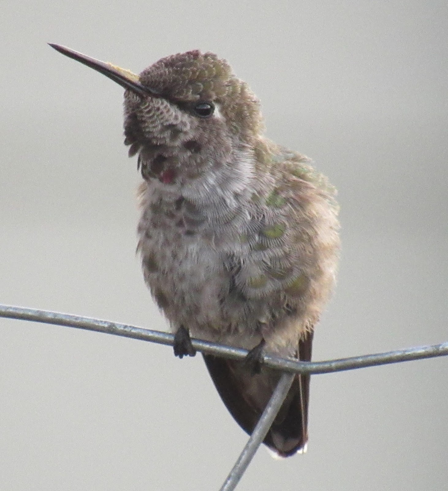 Garden Grumbles and Cross Stitch Fumbles: Three Hummers