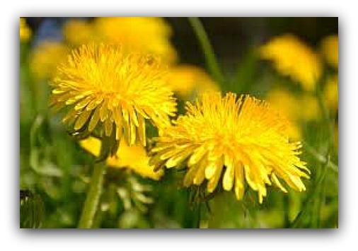 SUSIE PÅ STJÄRNARVE...: OGRÄS och MARMELAD