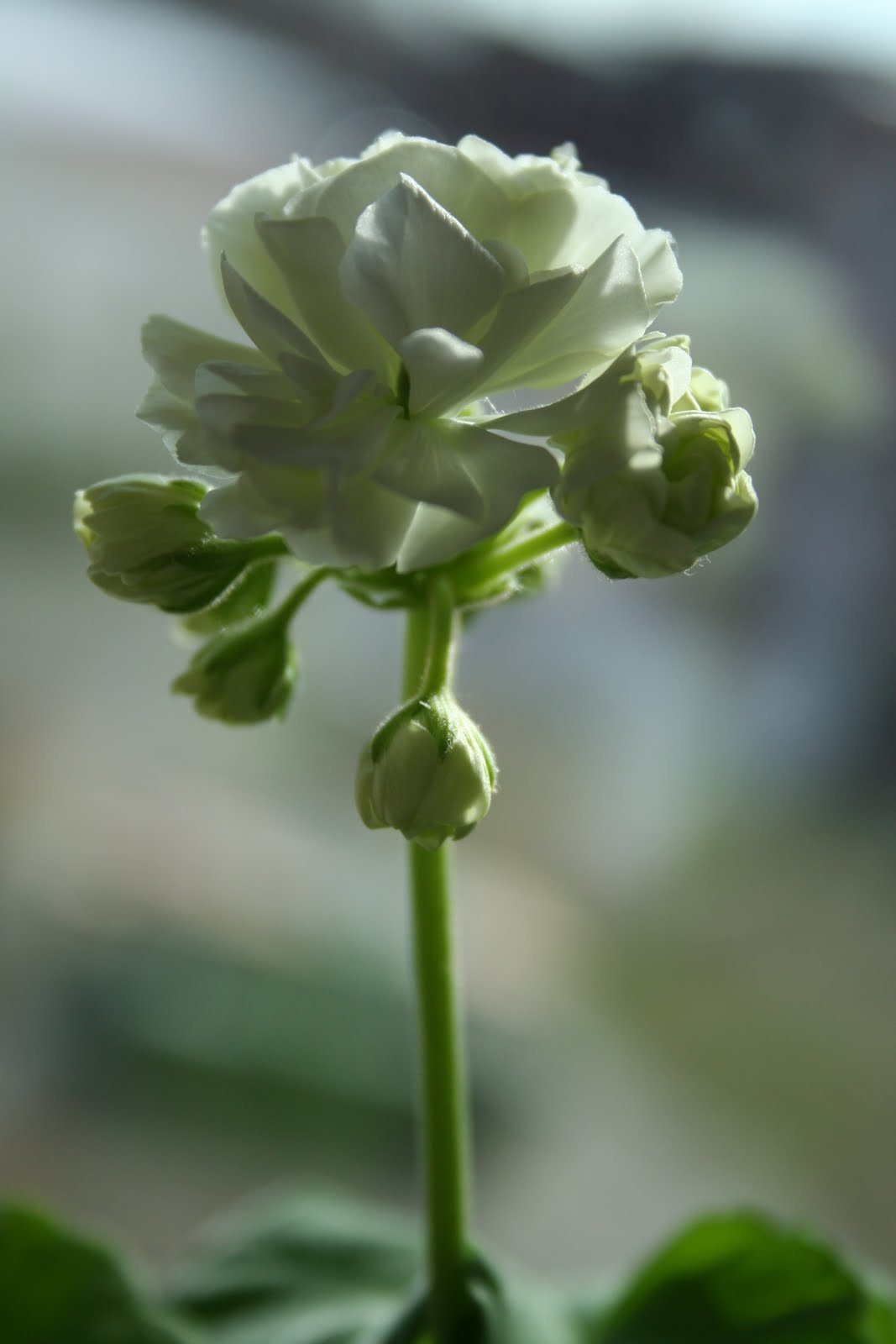 Bland pelargoner & meloner: Pelargoner i blom