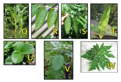 KLASIFIKASI TUMBUHAN BERBIJI: Daun
