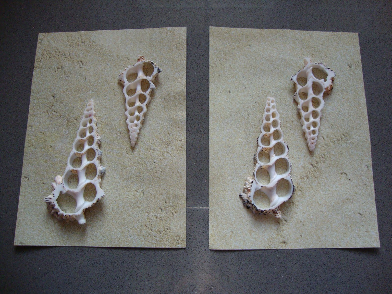 J&K Homestead: DIY: Shell Art