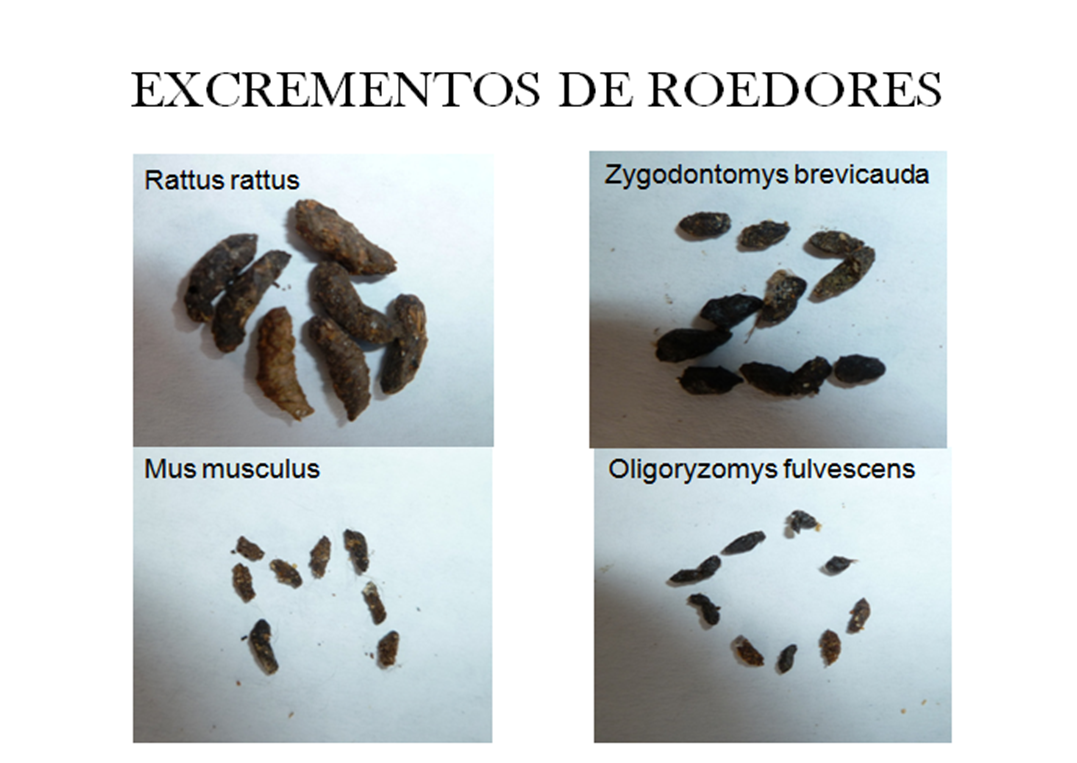 Licenciatura en Educación para la Salud con Énfasis en Promoción de ...